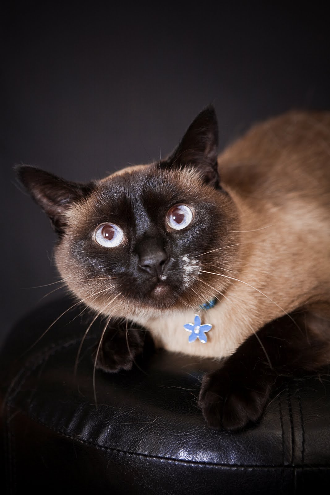 Pheifer Photography: Topaz the Cat