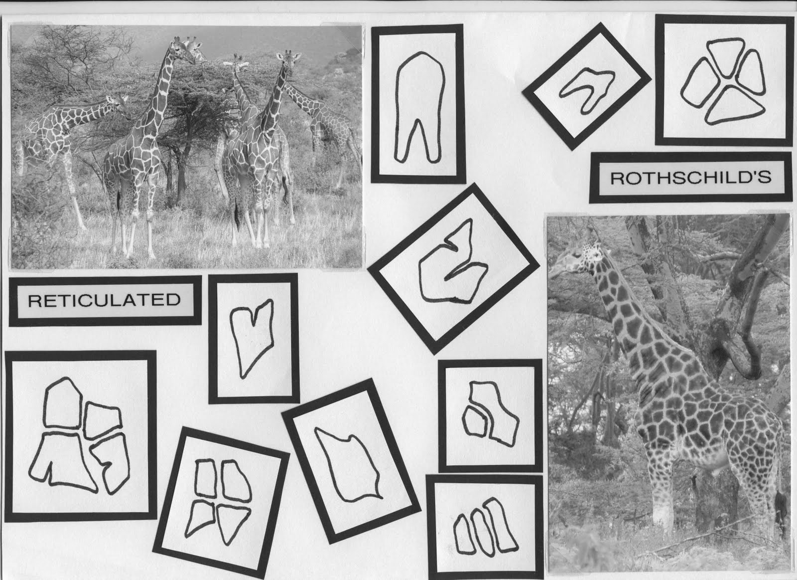 stitchestill: Drawing Patterns from Animal Markings Sheet 4