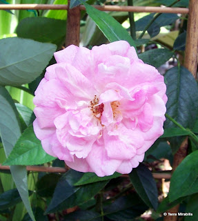 Terra Mirabilis: In praise of roses