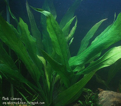 Aquatic Revolution - Articles: Echinodorus Amazonicus - Amazon Sword
