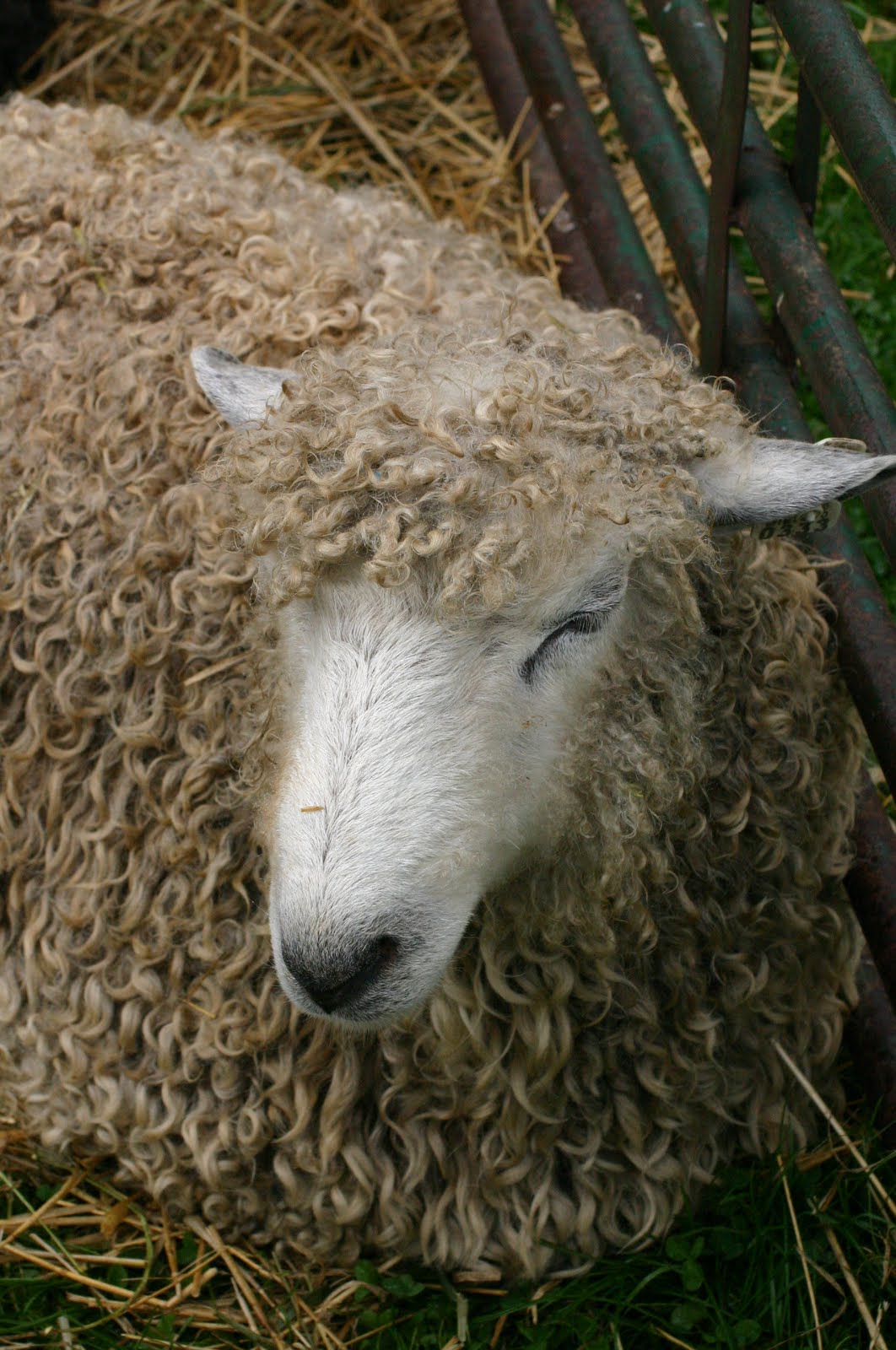 WOOL AND WATER: Yvonne Gill-Uhlianuk Mt. Bruce Sheep & Wool Festival ...