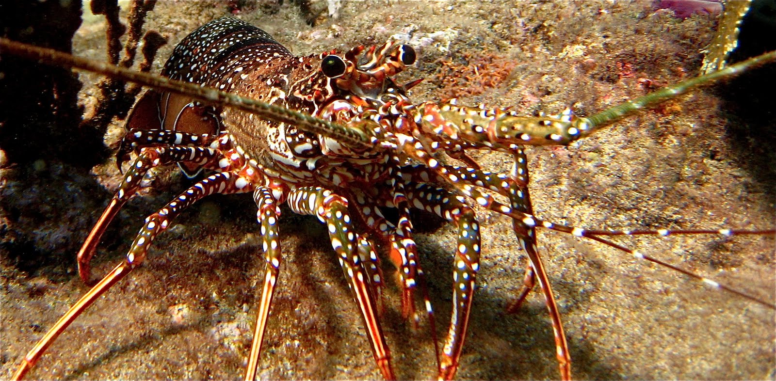 Marine Life of Puerto Rico: Other Marine Life Species