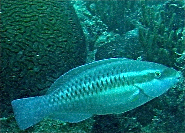 Marine Life of Puerto Rico: Fish Species