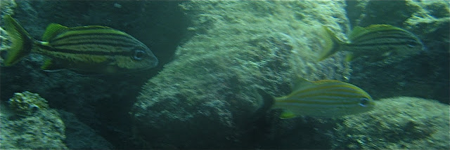 Marine Life of Puerto Rico: Fish Species