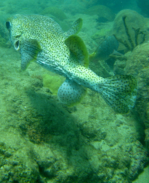 Marine Life of Puerto Rico: Fish Species