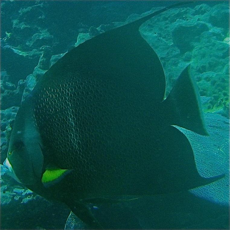 Marine Life of Puerto Rico: Fish Species