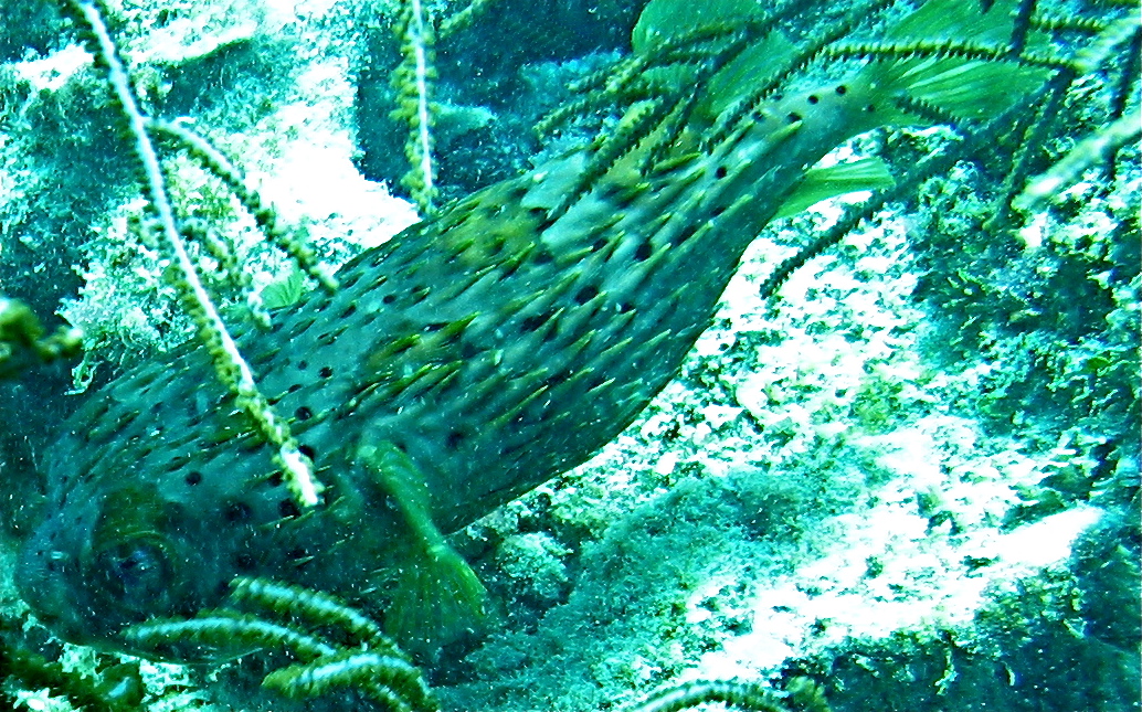 Marine Life of Puerto Rico: Fish Species