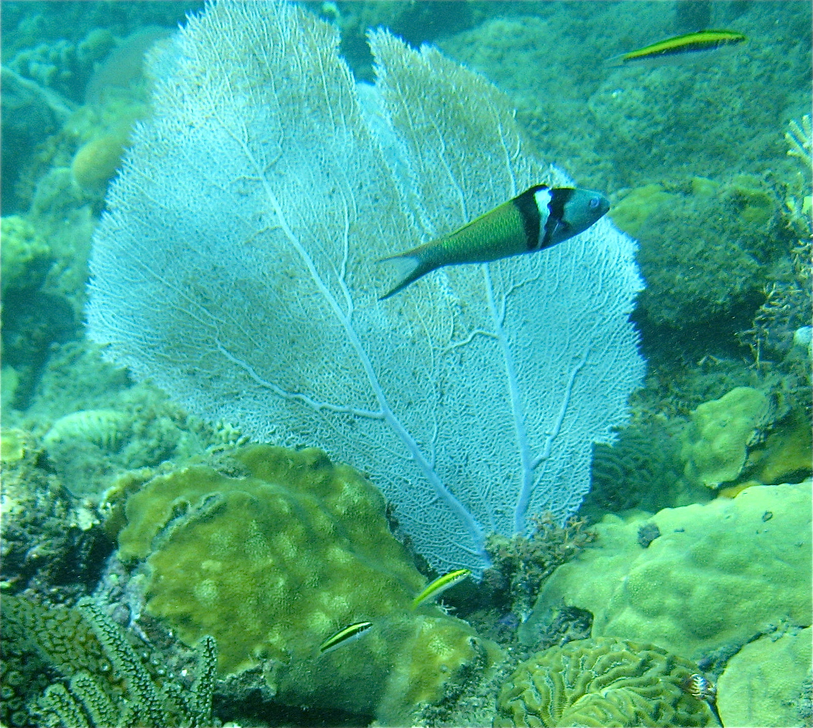 Marine Life of Puerto Rico: Fish Species