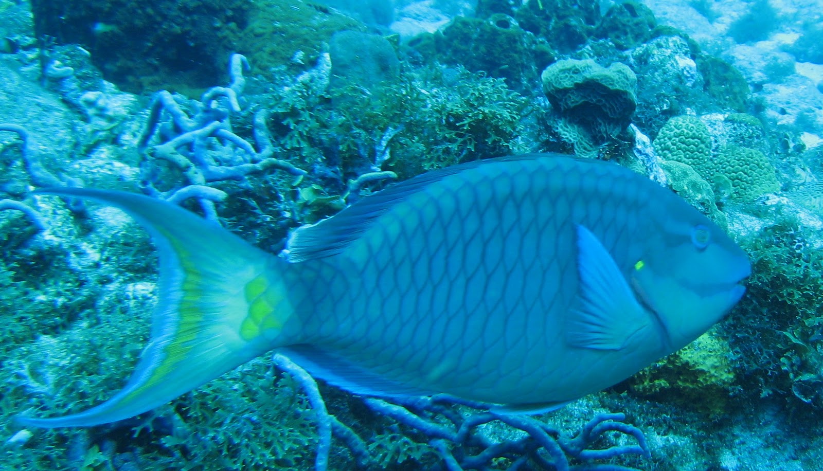 Marine Life of Puerto Rico: Fish Species
