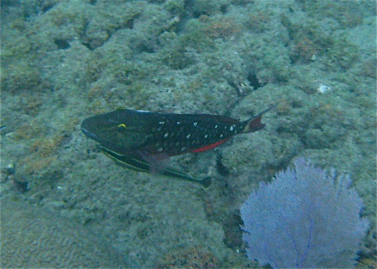 Marine Life of Puerto Rico: Fish Species