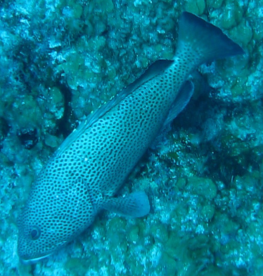 Marine Life of Puerto Rico: Fish Species