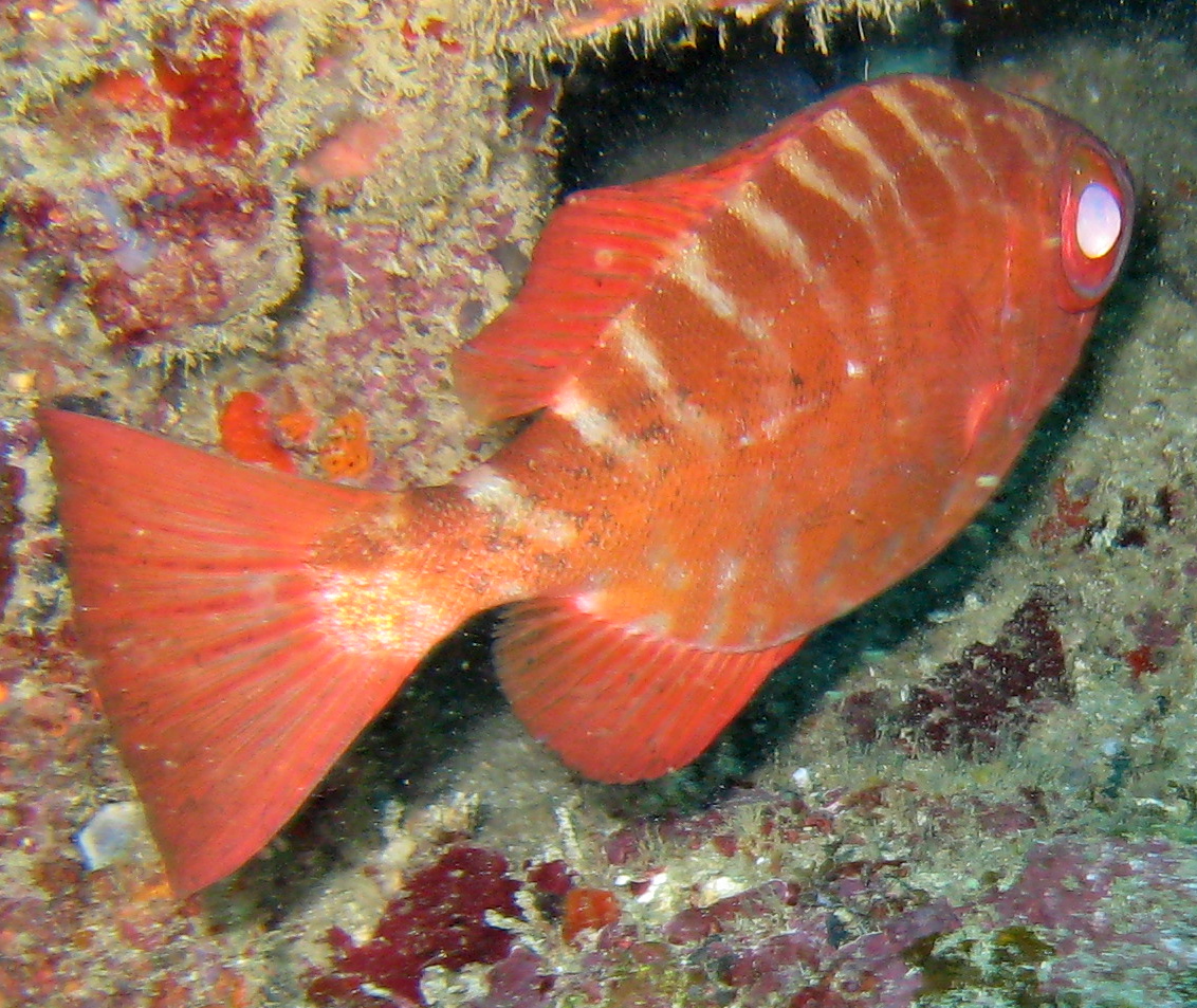 Marine Life of Puerto Rico: Fish Species