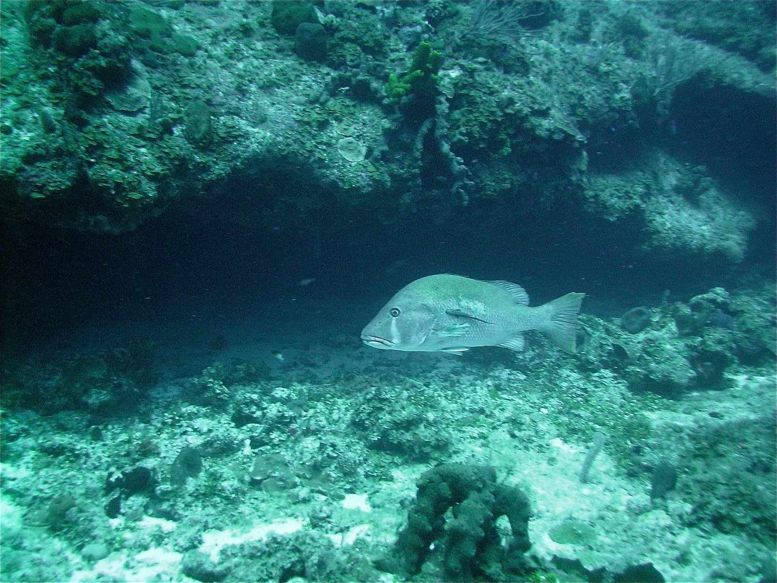 Marine Life of Puerto Rico: Fish Species