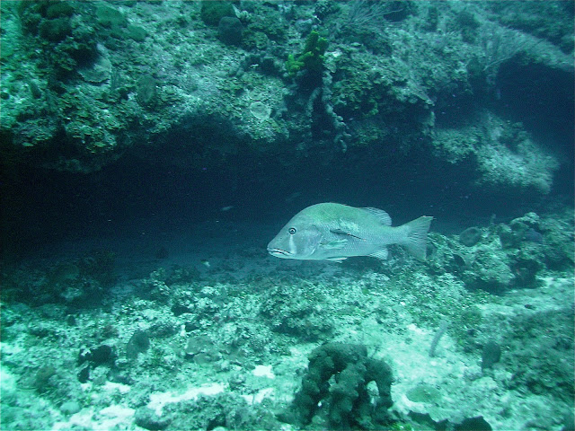 Marine Life of Puerto Rico: Fish Species