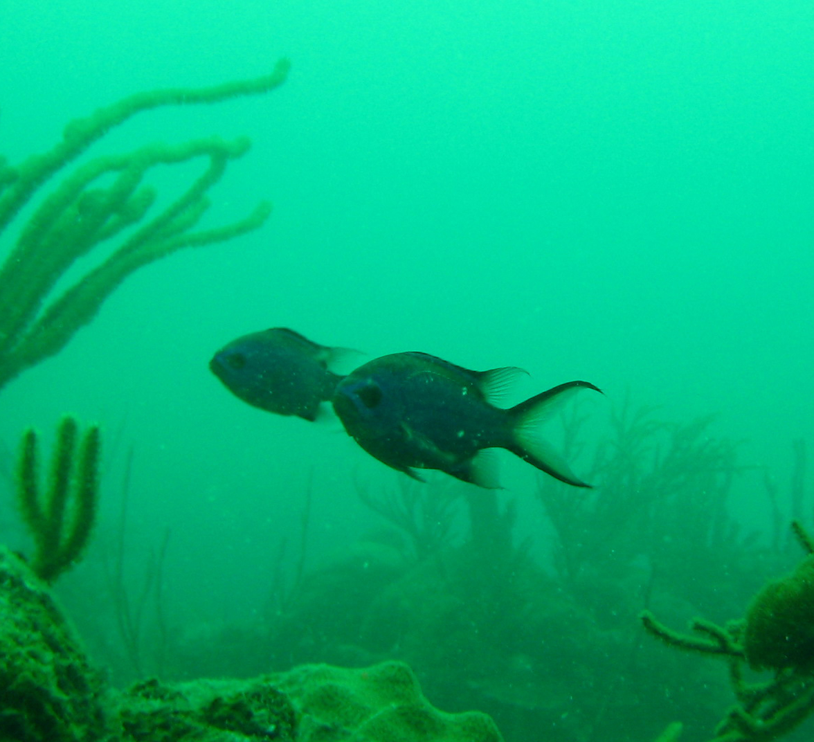 Marine Life of Puerto Rico: Fish Species