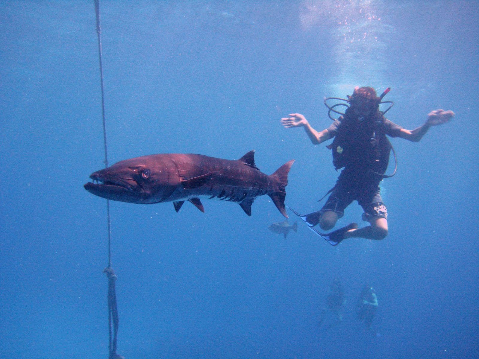 Marine Life of Puerto Rico: Fish Species