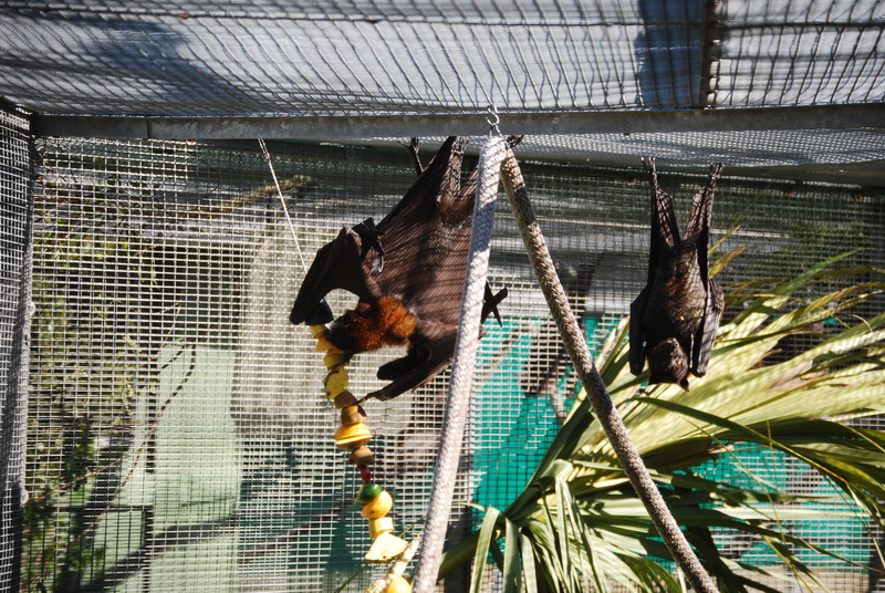 Goat Feathers: Bats