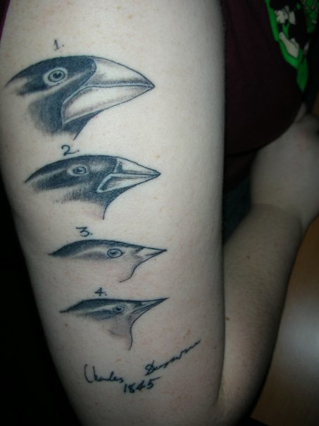 Meridianos: Tatuajes de Charles Darwin