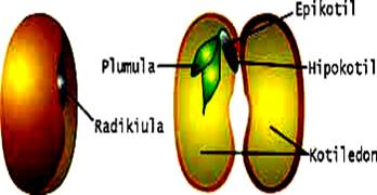 Gbr. Embrio Tumbuhan