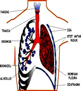 Gbr. Struktur paru-paru