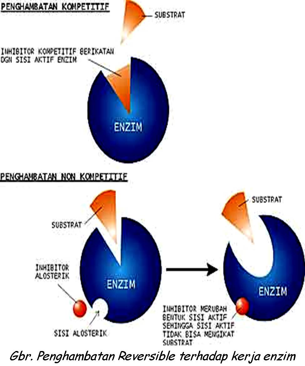 Gbr. Penghambatan Reversible terhadap kerja enzim
