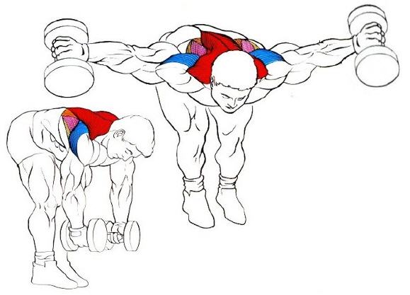 Elevación inclinado (Pájaro) | DIARIO DE UN FISICOCULTURISTA