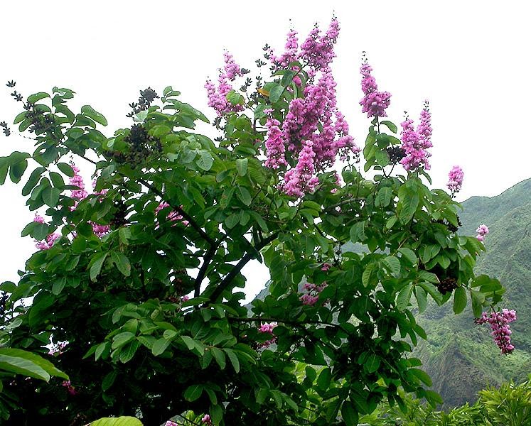 Banaba (Lagerstroemia speciosa) | DIARIO DE UN FISICOCULTURISTA