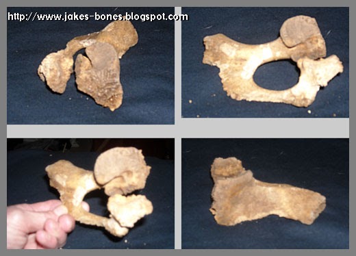 Strange bones #3: I need your help ! : Jake's Bones