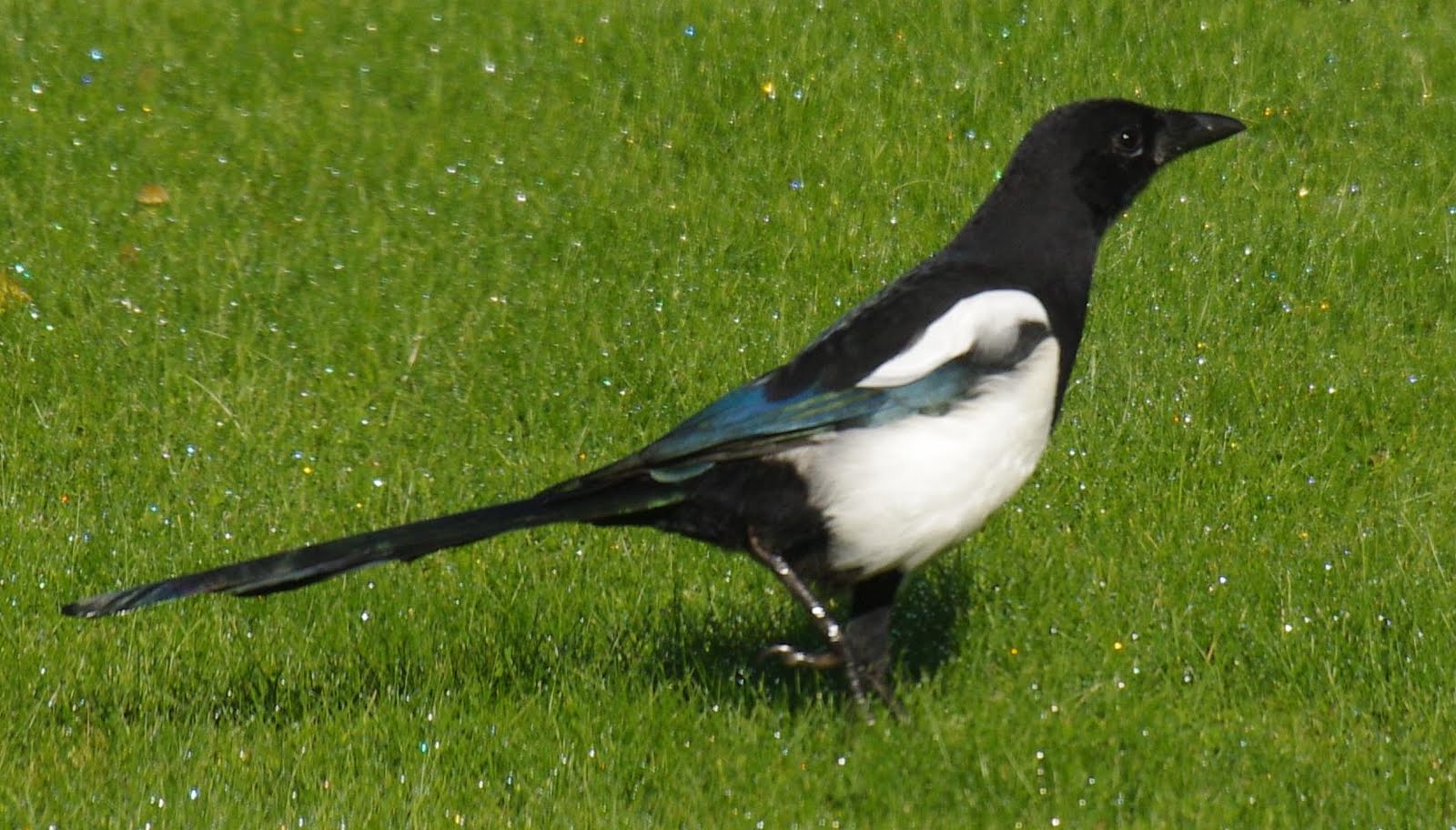 Tomtskådaren: Skata ( Pica pica )