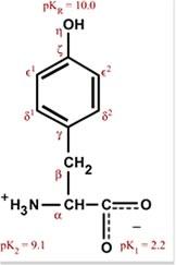 Rendi BloGsPot: BIOKIMIA PROTEIN