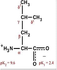 Rendi BloGsPot: BIOKIMIA PROTEIN