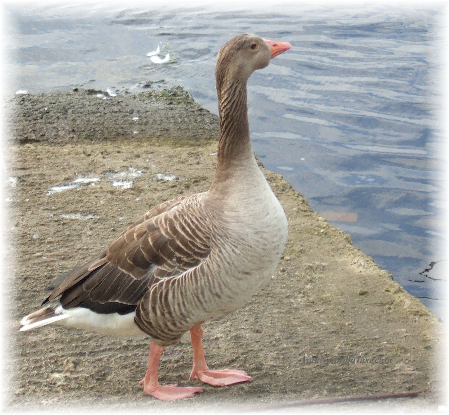 The Good Earth: Greylag Geese
