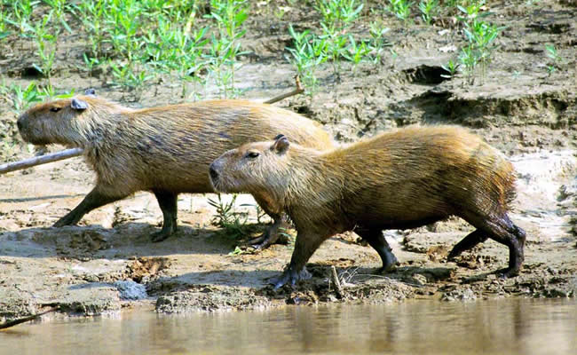 MADRE DE DIOS...CAPITAL DE LA BIODIVERSIDAD DEL PERU