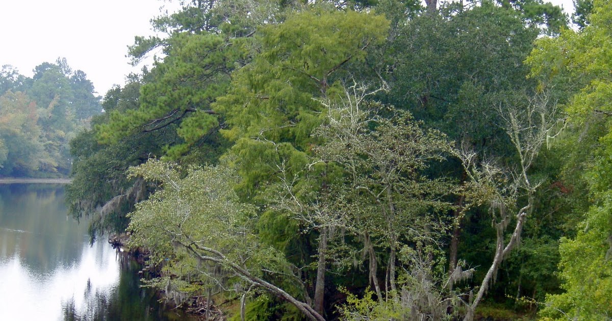 Edisto River Paddle: Kayaking The Edisto River