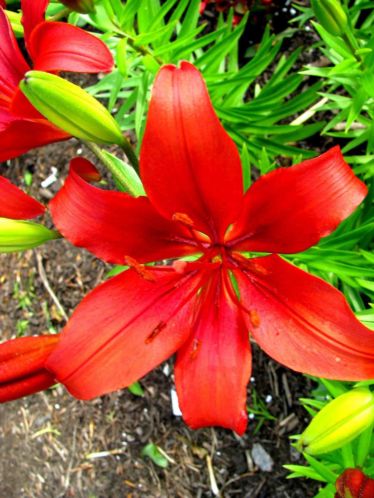 Deep Thoughts: Today's Flowers # 97 - Red Lilies
