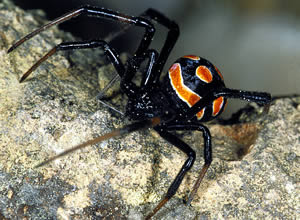 La vedova nera, la vera prova che le dimensioni non sono quelle che ...