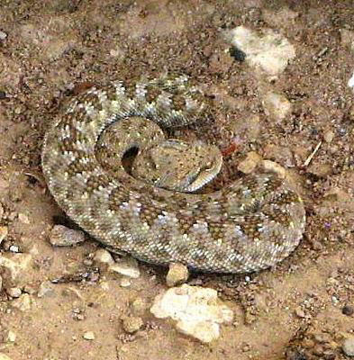 The Horned Viper: A Close Encounter | Qatar Visitor - Travel Guide to ...