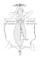 Rothbot's Microscopy: Mouse Perfusion and Dissection
