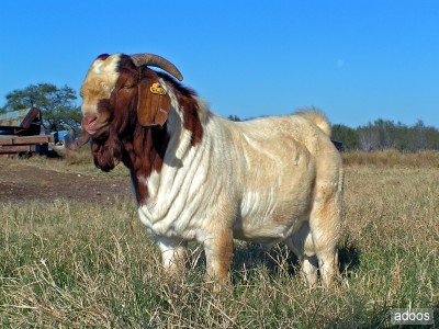 Ganado: Sementales