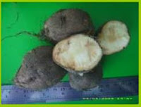 faiz barchia: KENTANG HITAM TANAH MINERAL MASAM