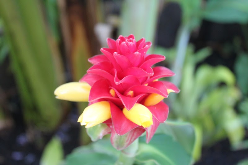 LA BOTANICA: ZINGIBERALES