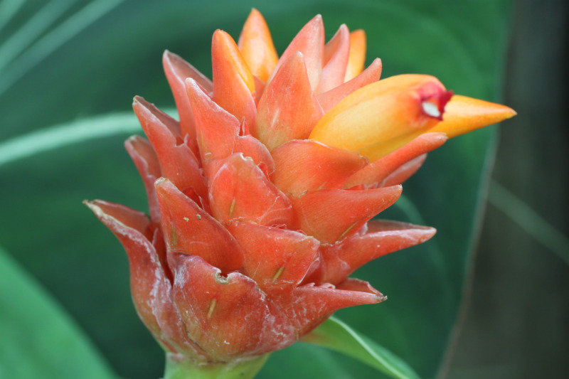 LA BOTANICA: ZINGIBERALES