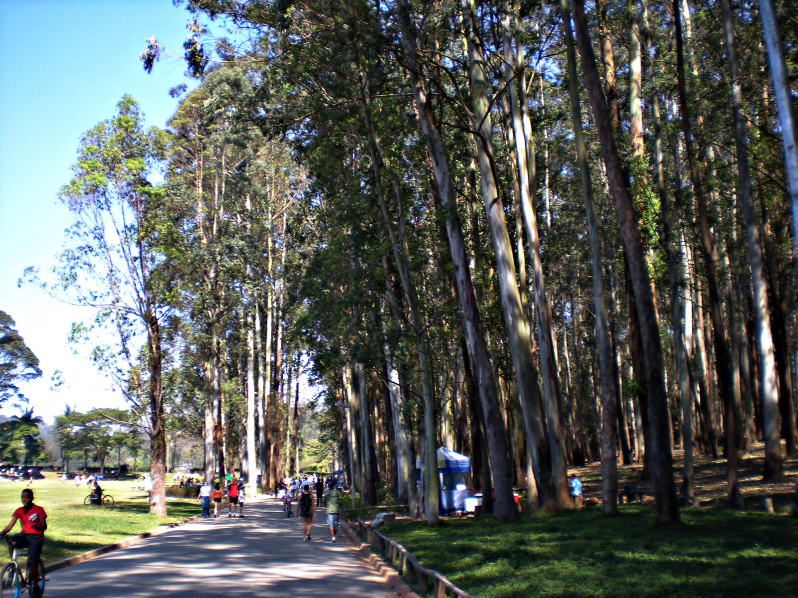 AlcBlog: Ainda ''viajando'', só que desta vez dentro de São Paulo ...