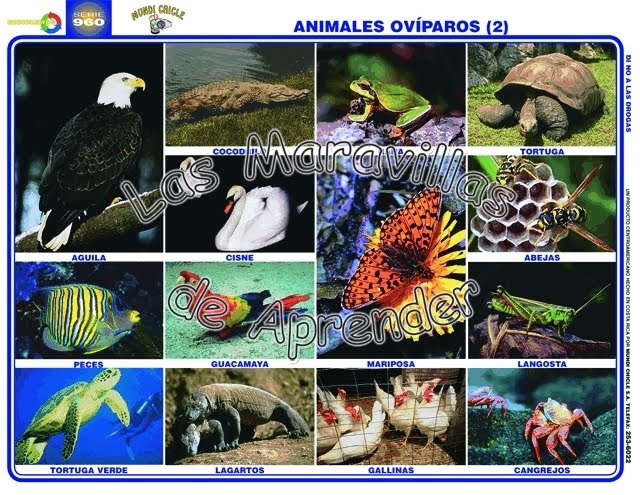 5 ejemplo de animales oviparos - Imagui