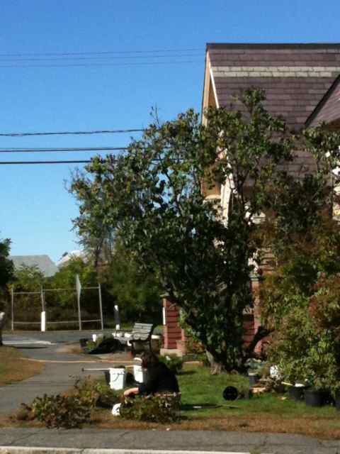 To Find the Principles: North Amherst Library Preservation Work ...