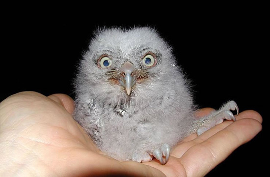 Blog da Natta: Top 10 filhotes mais feios do mundo