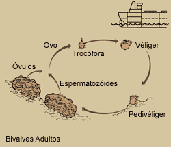 Dom Escobar: Água de lastro