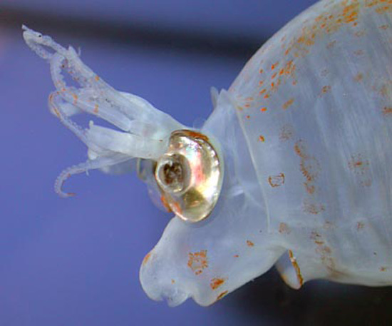 Dom Escobar: Helicocranchia pfefferi também conhecido como polvo porco ...