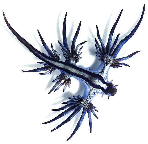 Dom Escobar: Dragão azul (Glaucus atlanticus), a beleza perigosa