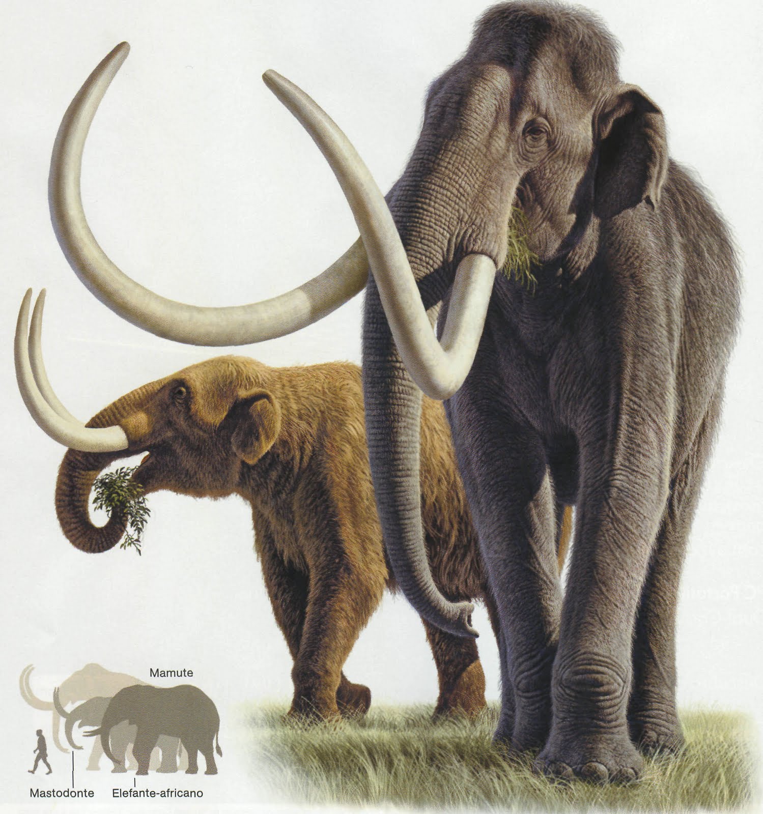 Dom Escobar: Cientistas japoneses pretendem ressuscitar o mamute